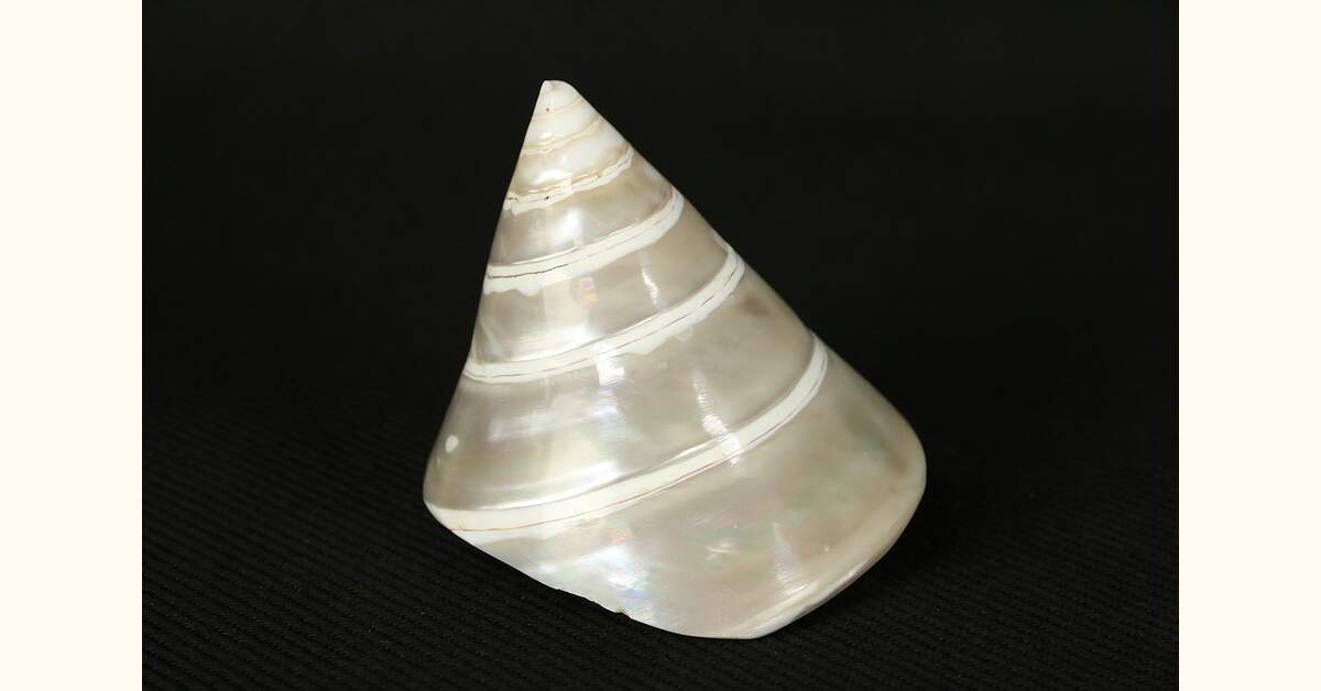 Sea Shell, Spiral with Small Chip