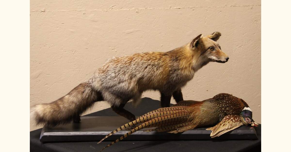 Taxidermy Mounted Fox and Pheasant