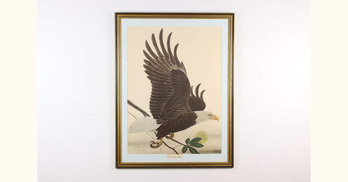 Eagle in Flight Vintage Original Lithograph, Ruthven 43"